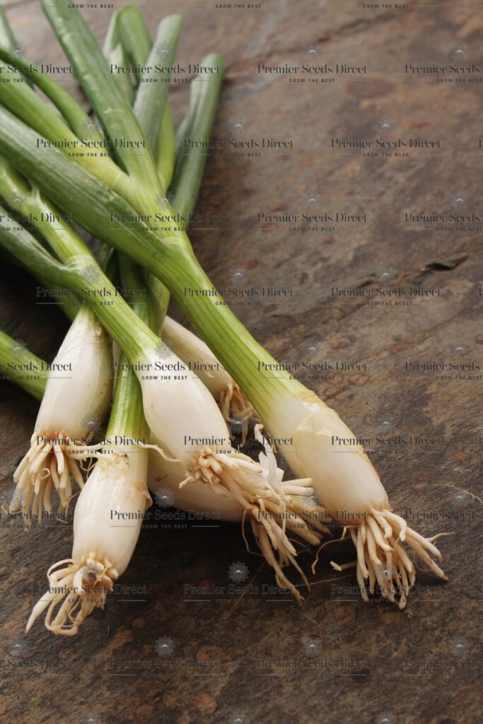 Onion Bunching Tokyo Long White Spring | Onion