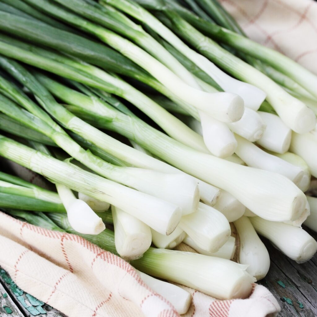 Onion Bunching White Lisbon Spring | Onion