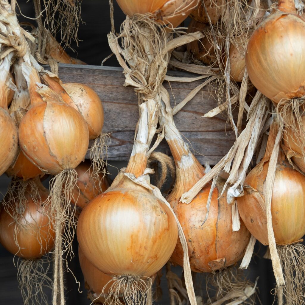 Onion Seeds - Premier Seeds Direct