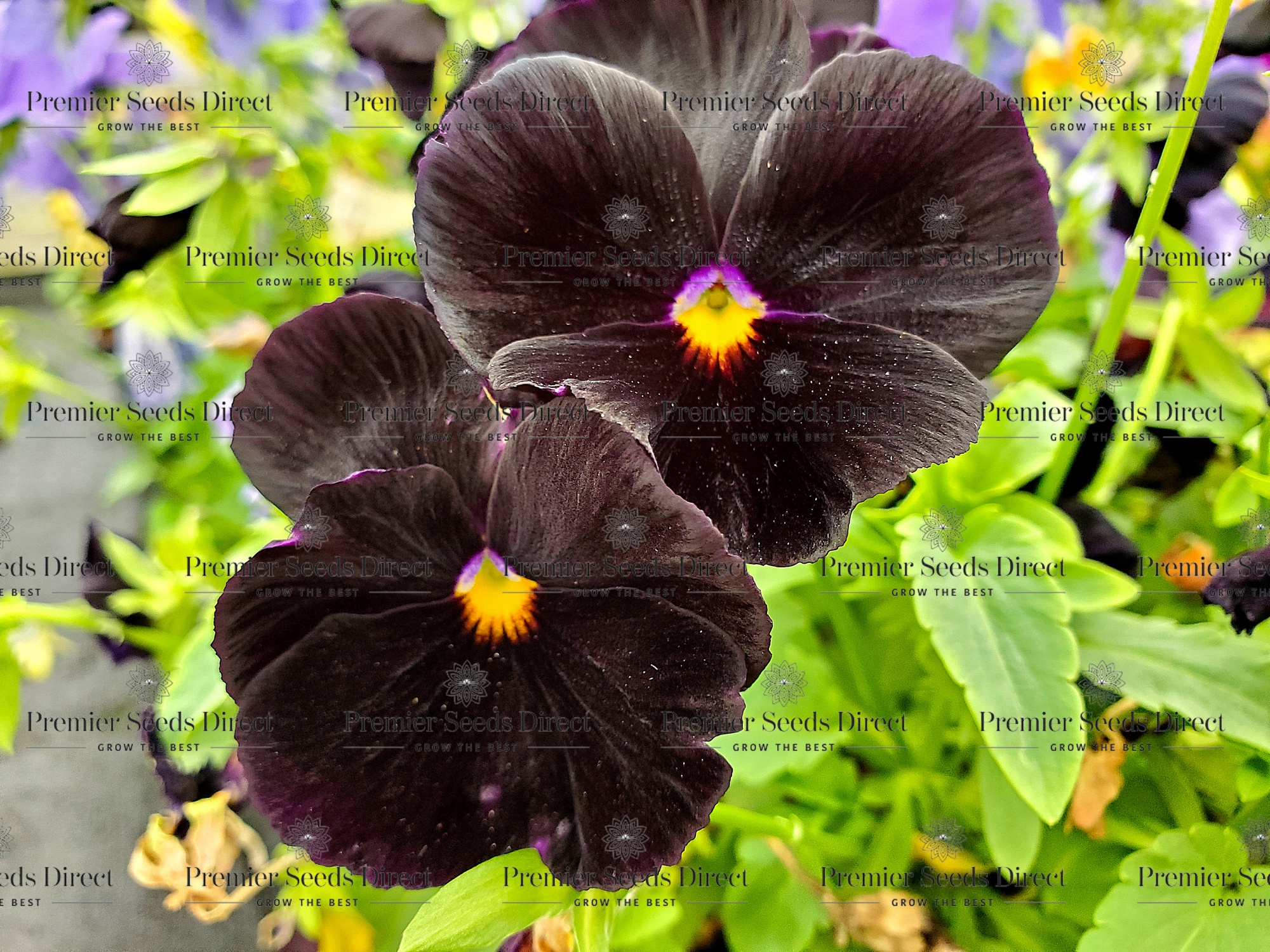 Pansy Clear Crystal Black | Pansy | Premier Seeds Direct ltd