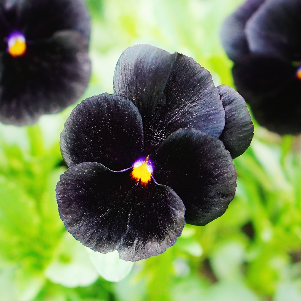Pansy Clear Crystal Black | Pansy | Premier Seeds Direct ltd