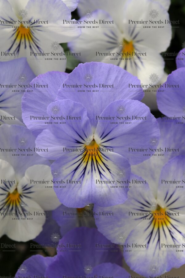 Pansy Trailing Winter Flowering Cool Wave Frost | Flowers | Premier ...