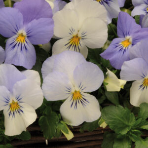 Pansy Trailing Winter Flowering Cool Wave Frost | Flowers | Premier ...