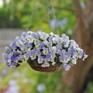 Pansy Trailing Winter Flowering Cool Wave Frost | Flowers | Premier ...