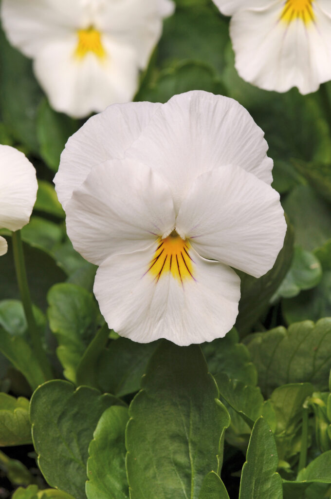 Pansy Cool Wave White new | Pansy | Premier Seeds Direct ltd