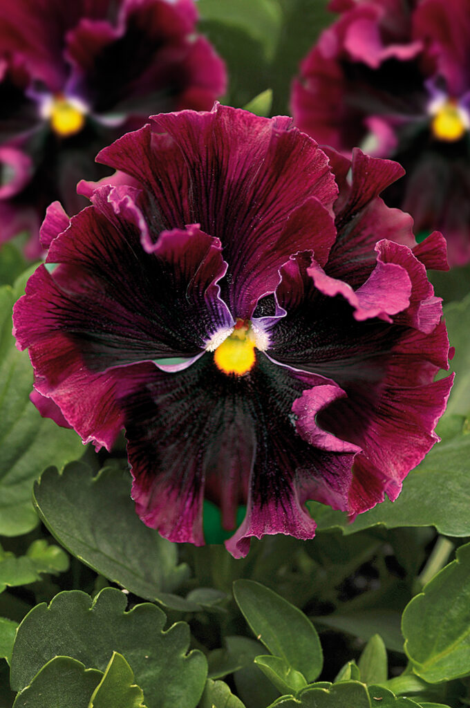 Pansy Winter Flowering Frizzle Sizzle F1 Burgundy | Flowers | Premier ...