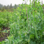 Pea Petite Pois Petit Provencal | Pea | Premier Seeds Direct ltd