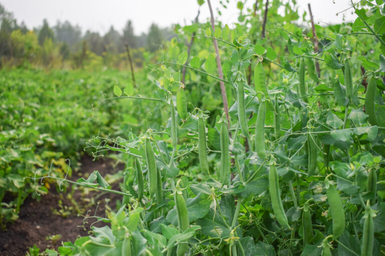 Pea Petite Pois Petit Provencal | Pea | Premier Seeds Direct ltd