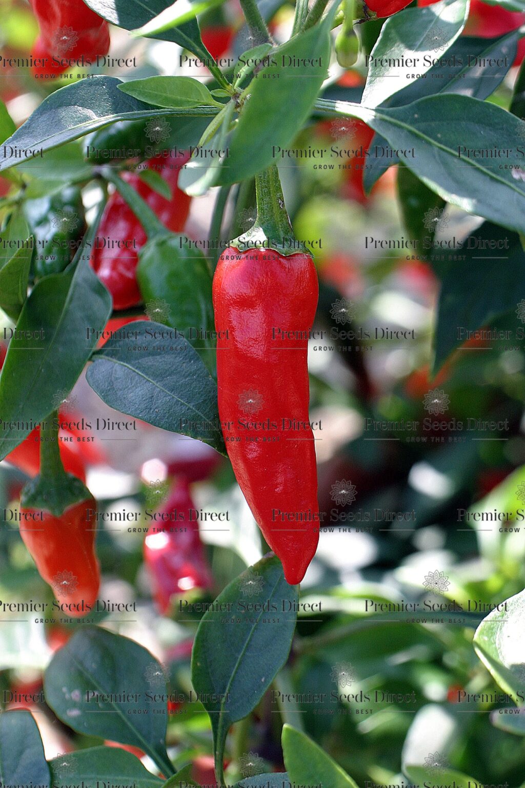Hot Chilli Pepper Apache F1 | Pepper Hot