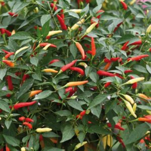 Hot Chilli Pepper Basket of Fire F1 | Pepper Hot | Premier Seeds Direct ltd