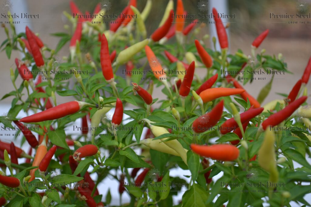 Hot Chilli Pepper Basket of Fire F1 | Pepper Hot | Premier Seeds Direct ltd