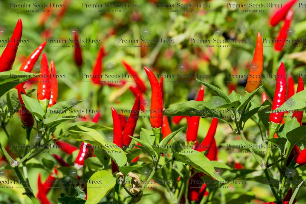 Hot Chilli Pepper Bird Eye Demon | Pepper Hot | Premier Seeds Direct ltd