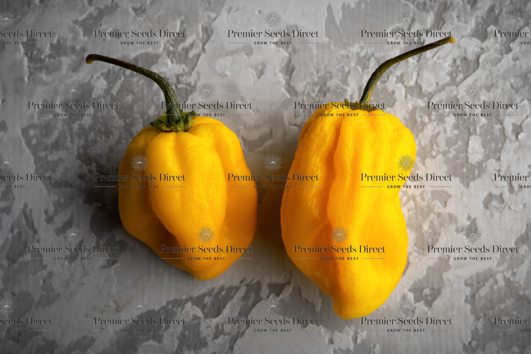 Hot Chilli Pepper Habanero Yellow | Pepper Hot | Premier Seeds Direct ltd