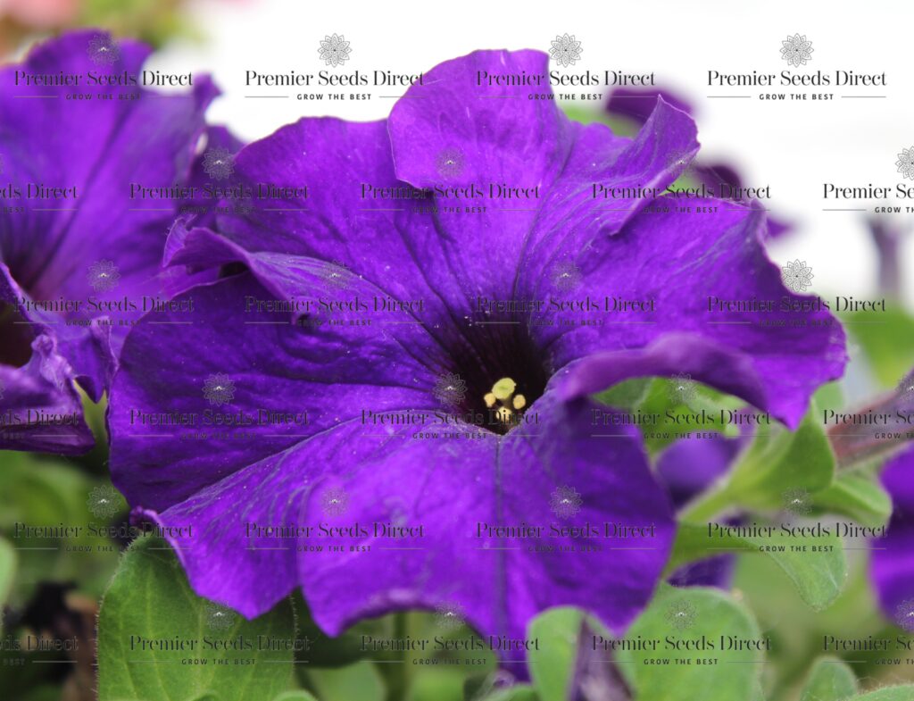 Petunia Nana Compacta Royal Blue | Flowers | Premier Seeds Direct ltd
