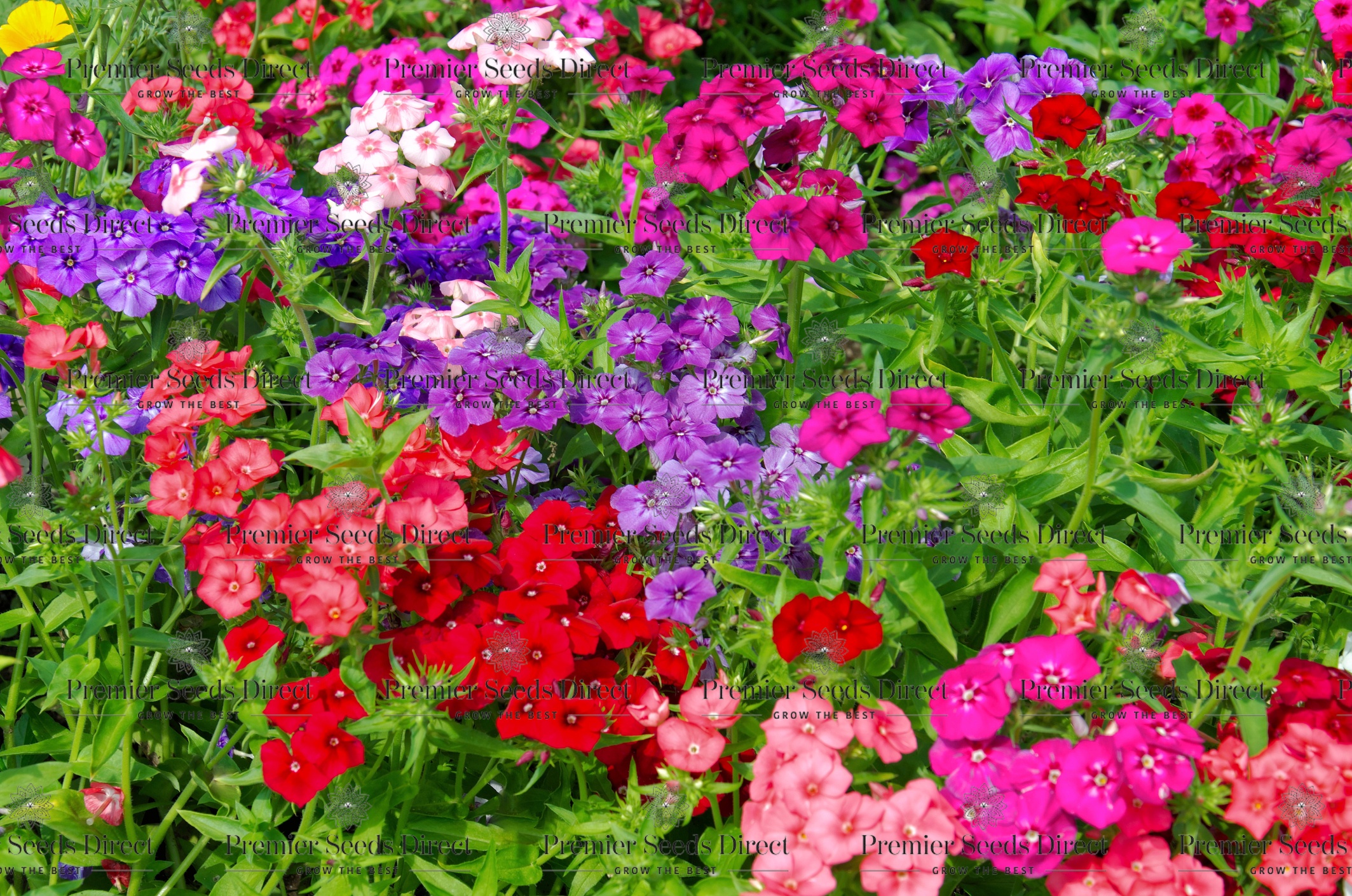 Phlox Drumondii Beauty Mix | Flowers | Premier Seeds Direct ltd