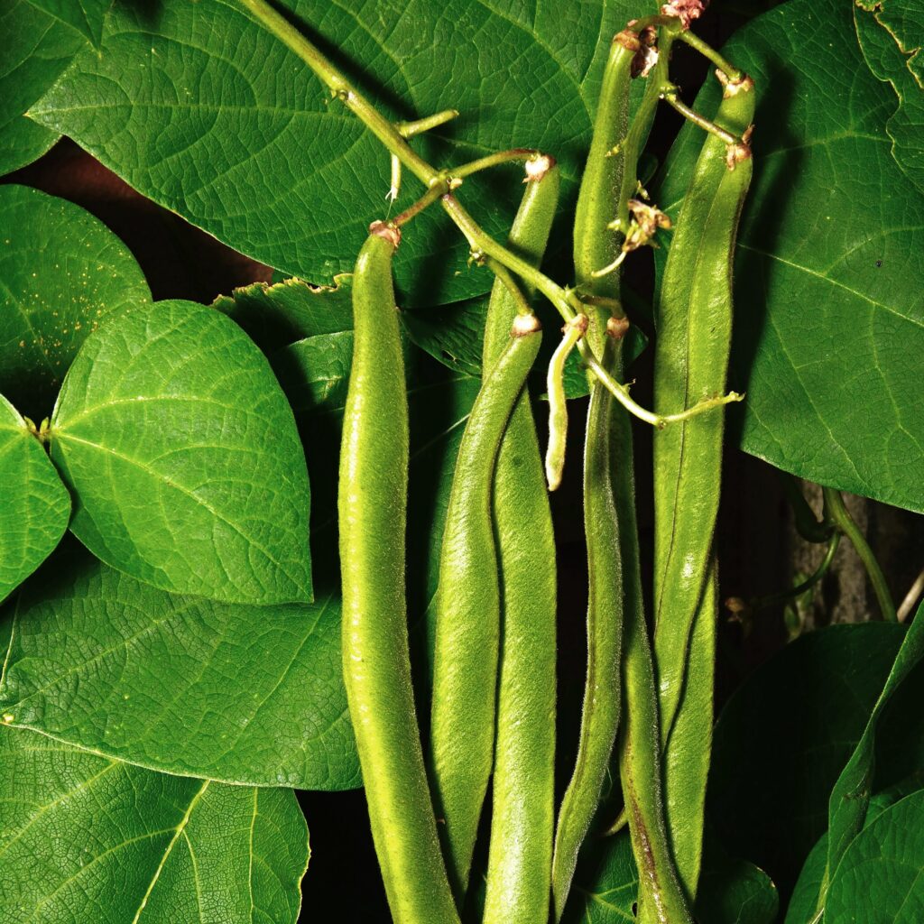 Runner Bean Firestorm | Bean | Premier Seeds Direct ltd
