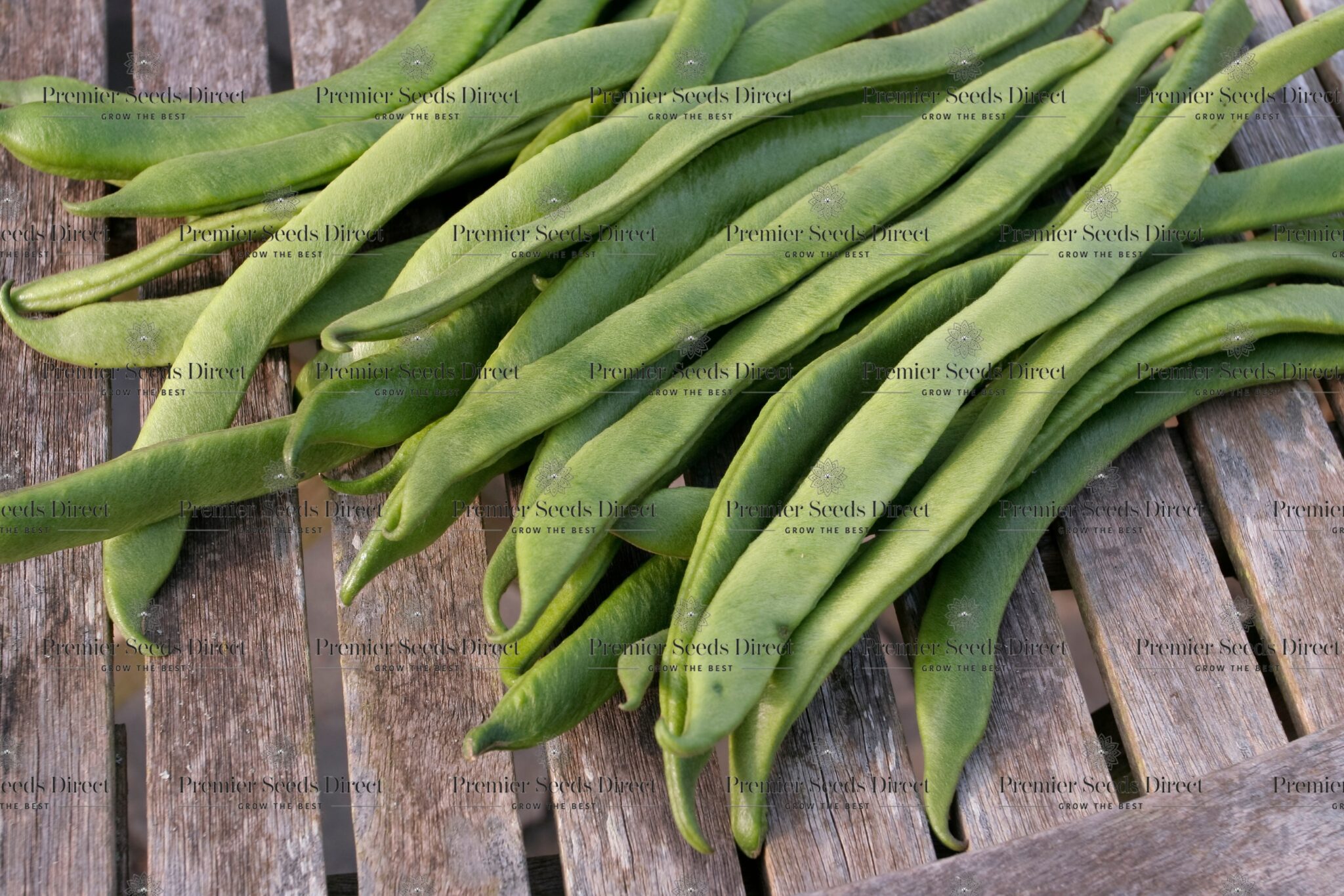 Runner Bean - White Emergo - Premier Seeds Direct