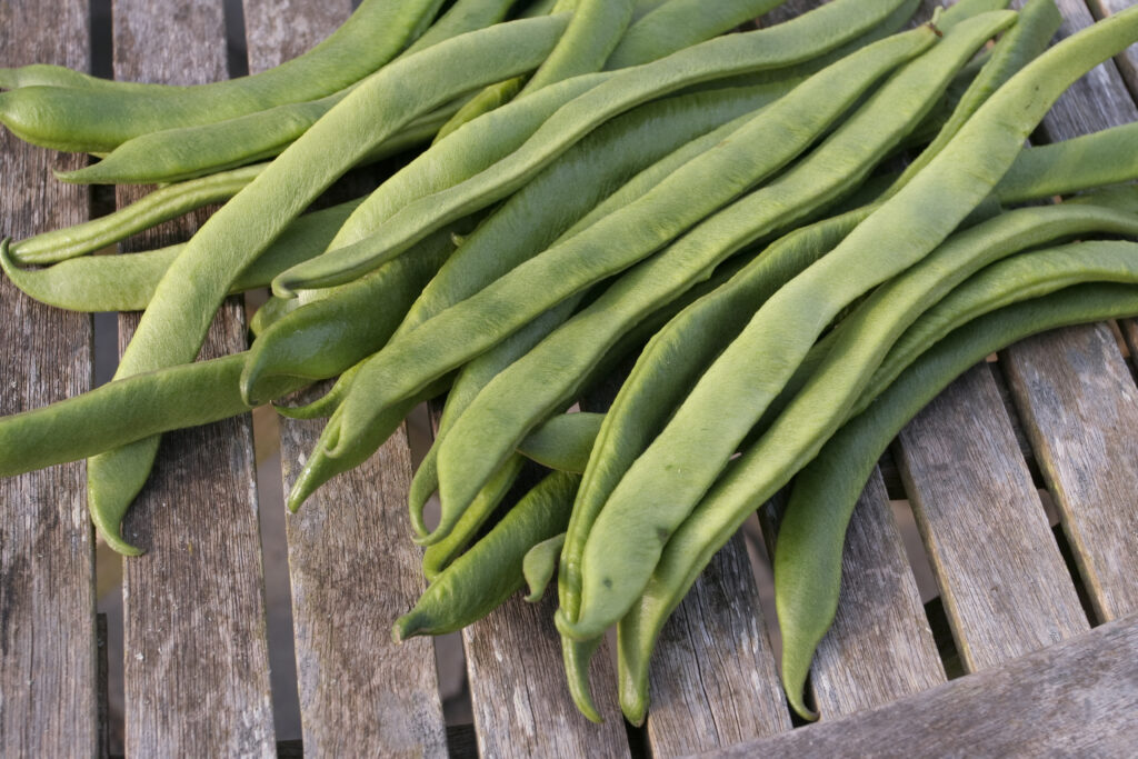 White Emergo Runner Bean Organic | Organic Bean