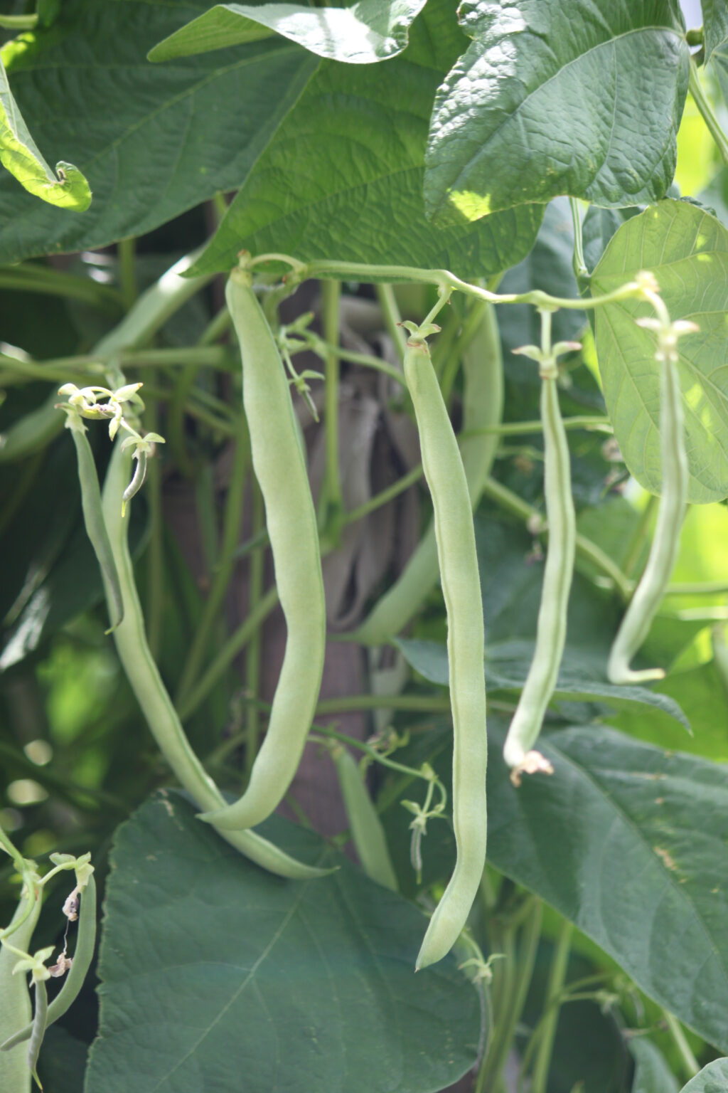 Runner Bean White Lady | Bean | Premier Seeds Direct