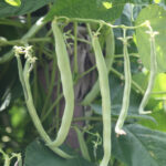 Runner Bean White Lady | Bean | Premier Seeds Direct