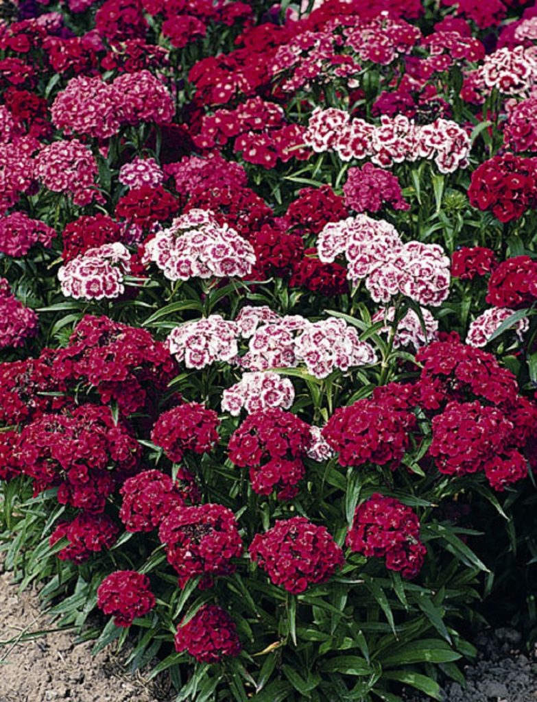Sweet William Indian Carpet Mix | Flowers | Sweet William | Premier ...
