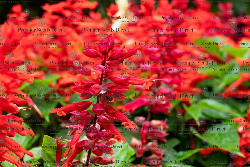 Salvia Scarlet Sage Coccinea | Flowers | Premier Seeds Direct ltd