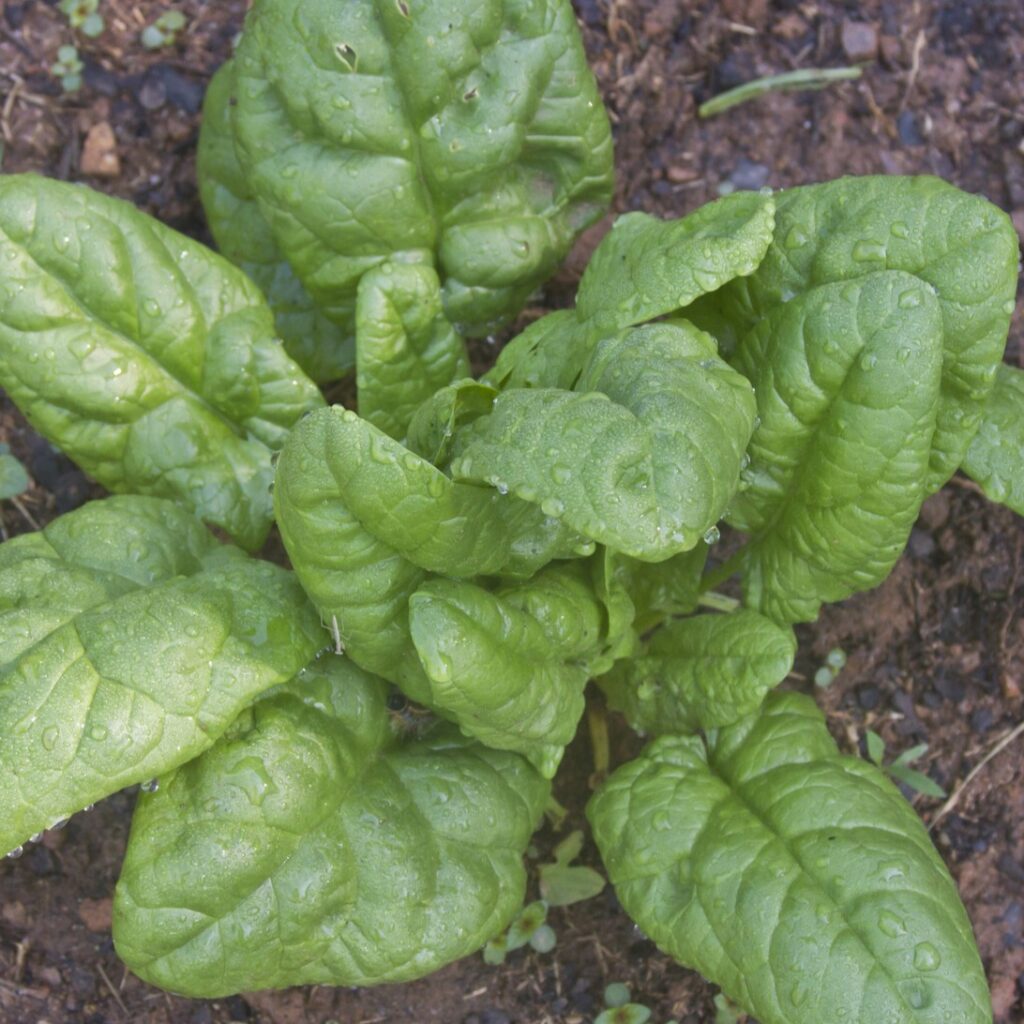 Spinach Bloomsdale Long Standing | Spinach | Premier Seeds Direct ltd