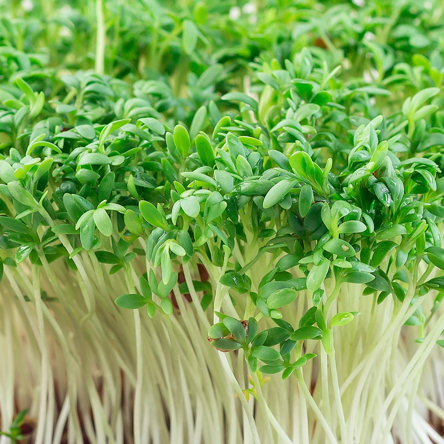 Cress Seeds - Herbs - Premier Seeds