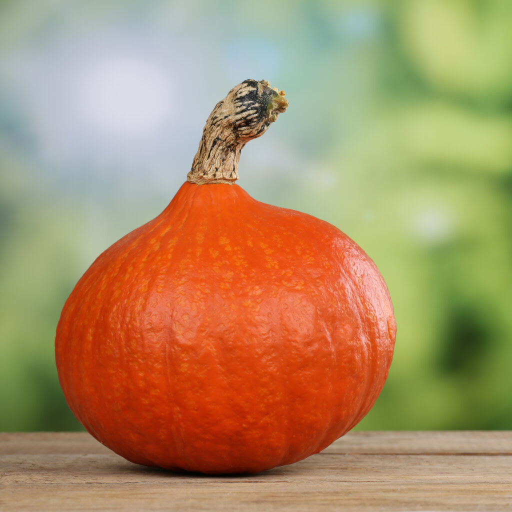 Squash Uchiki Kuri Organic | Organic Squash