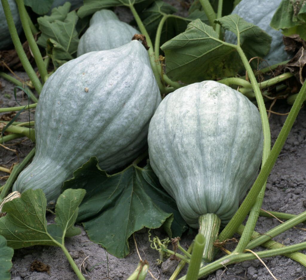 Squash Blue Hubbard | Squash | Premier Seeds Direct ltd