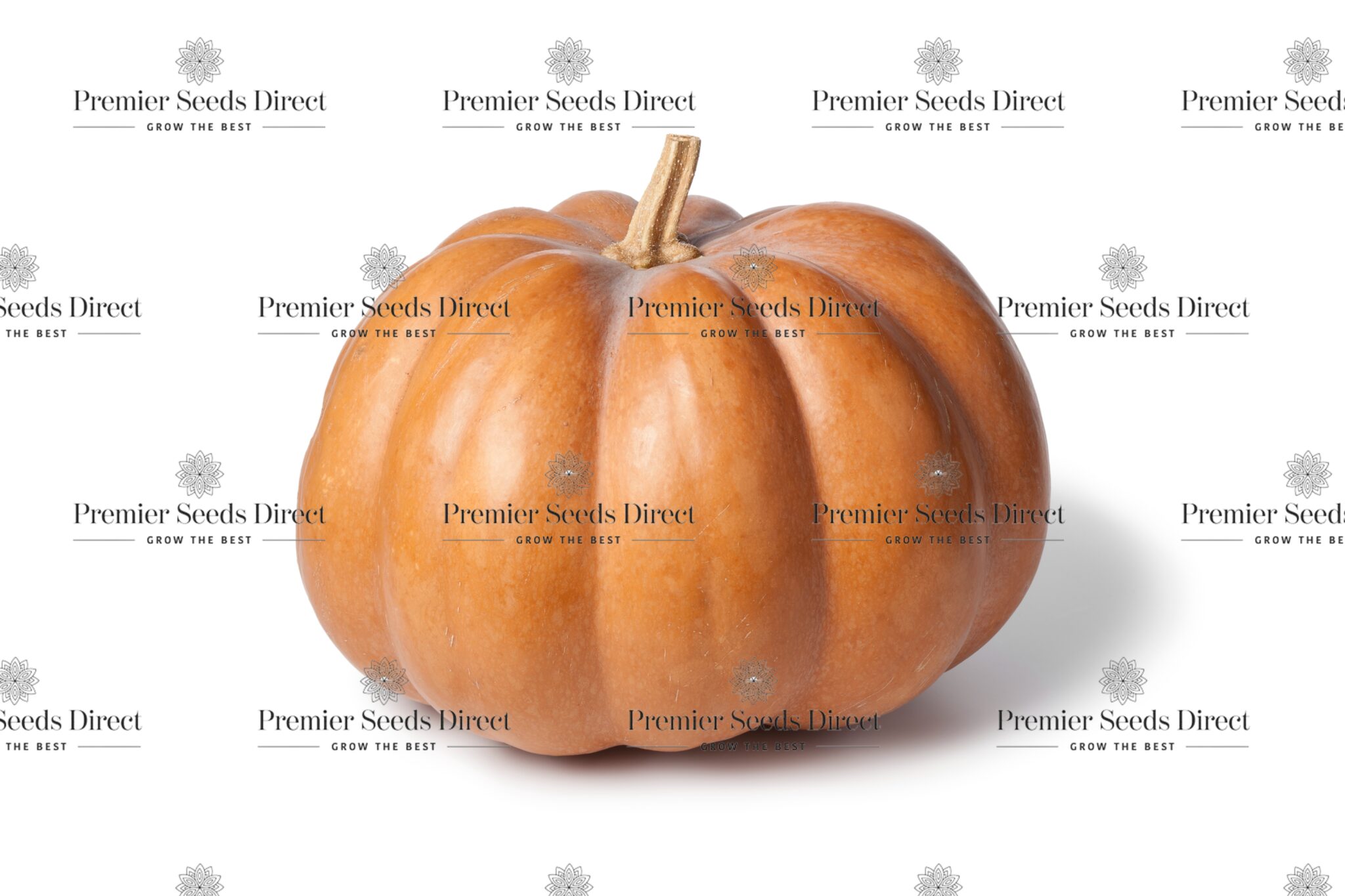 Squash Muscade De Provence | Squash | Premier Seeds Direct ltd