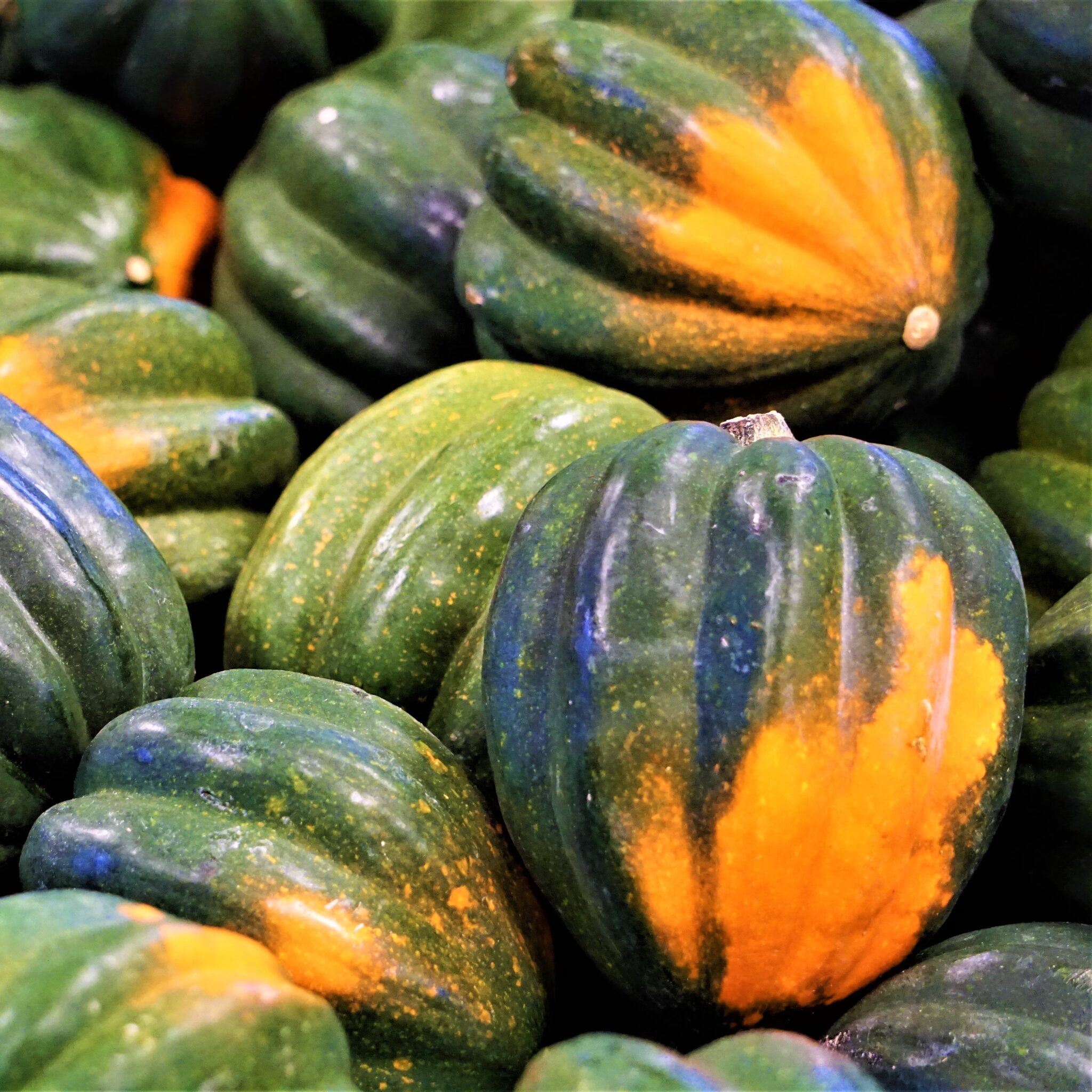 Squash Seeds - Premier Seeds Direct