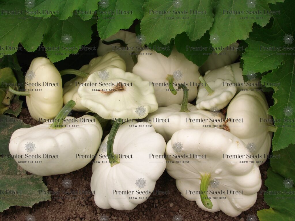 Summer Squash Early White Bush Scallop | Squash | Premier Seeds Direct ltd