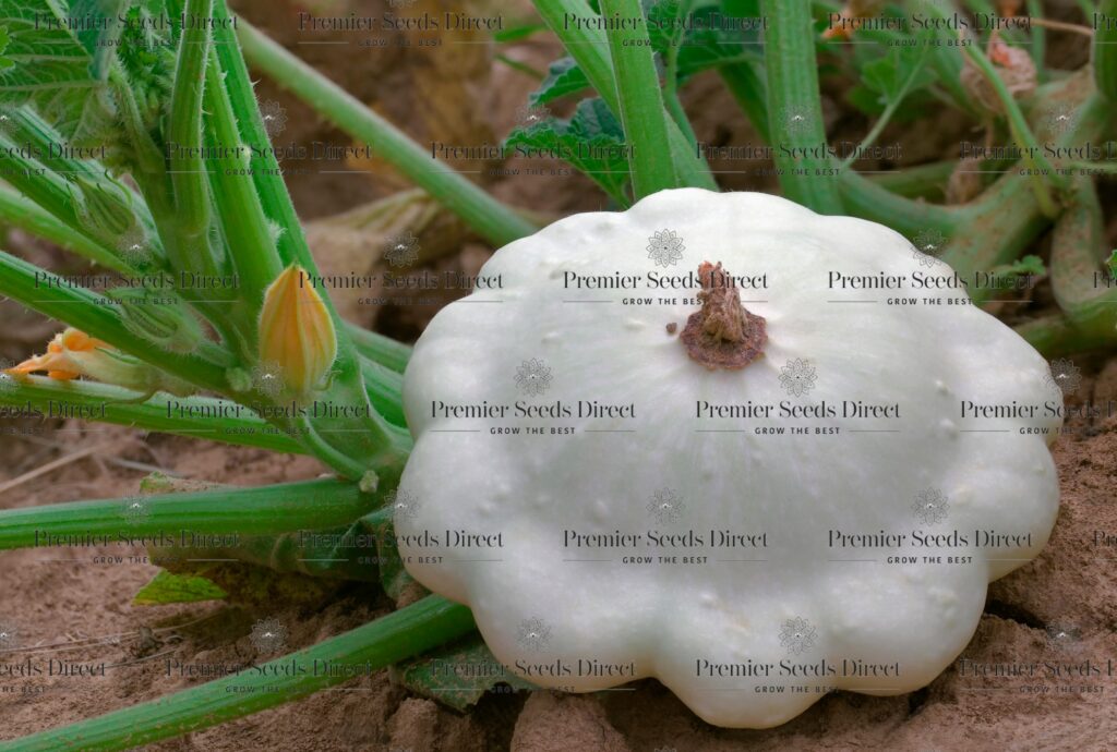 Summer Squash Early White Bush Scallop | Squash | Premier Seeds Direct ltd