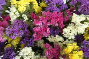 Statice Limonium Sinuatum Pacific Mix | Flowers | Premier Seeds Direct ltd