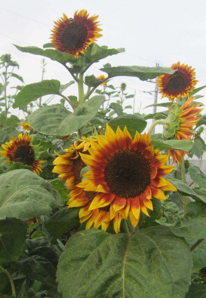Sunflower Autumn Beauty | Flowers | Premier Seeds Direct ltd