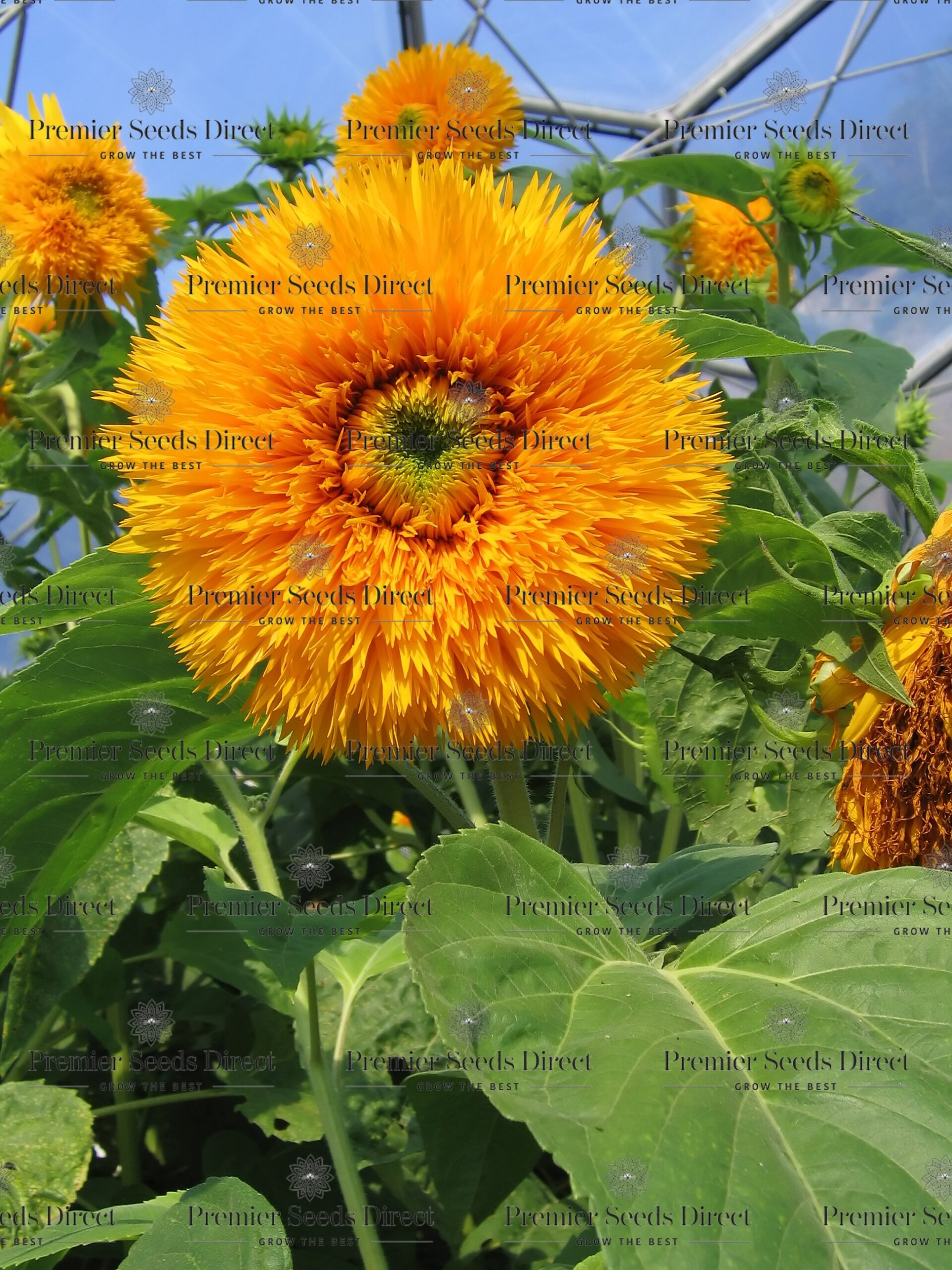 Sunflower Orange Sun Double | Flowers | Premier Seeds Direct ltd