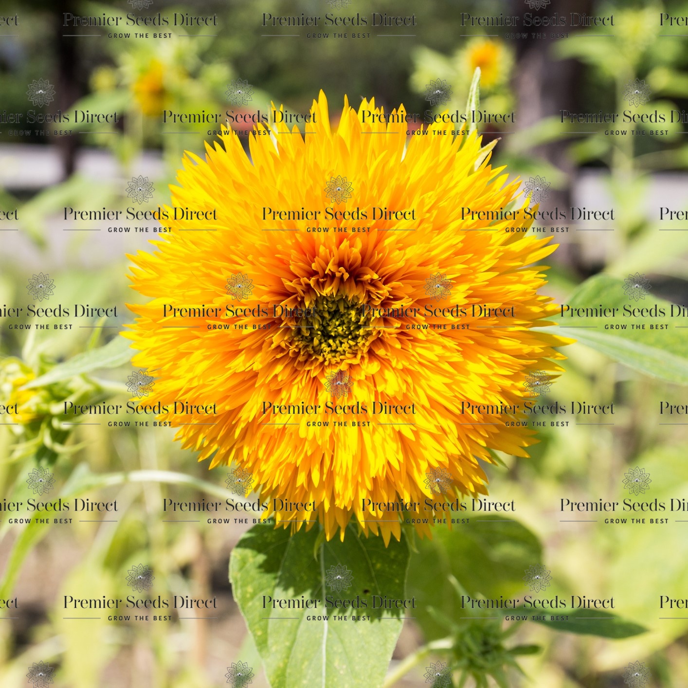 Sunflower Sungold Dwarf Organic | Organic Flowers | Premier Seeds ...