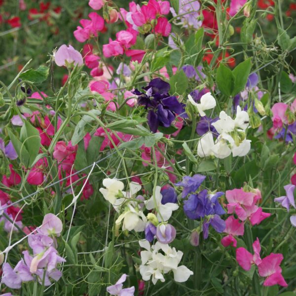 Sweet Pea Mammoth Mix | Flowers | Premier Seeds Direct ltd