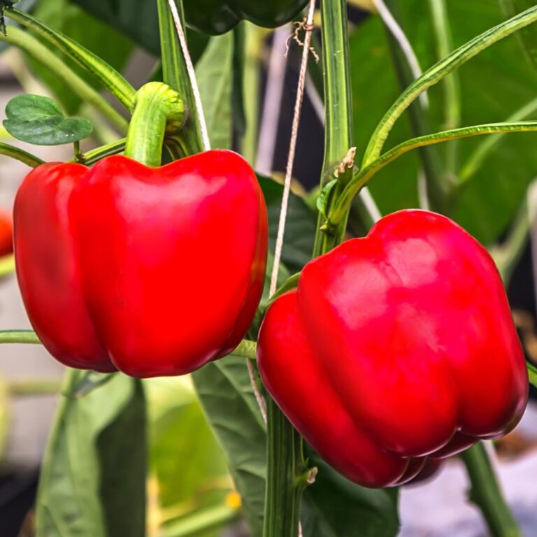 Sweet Pepper Seeds - Premier Seeds Direct