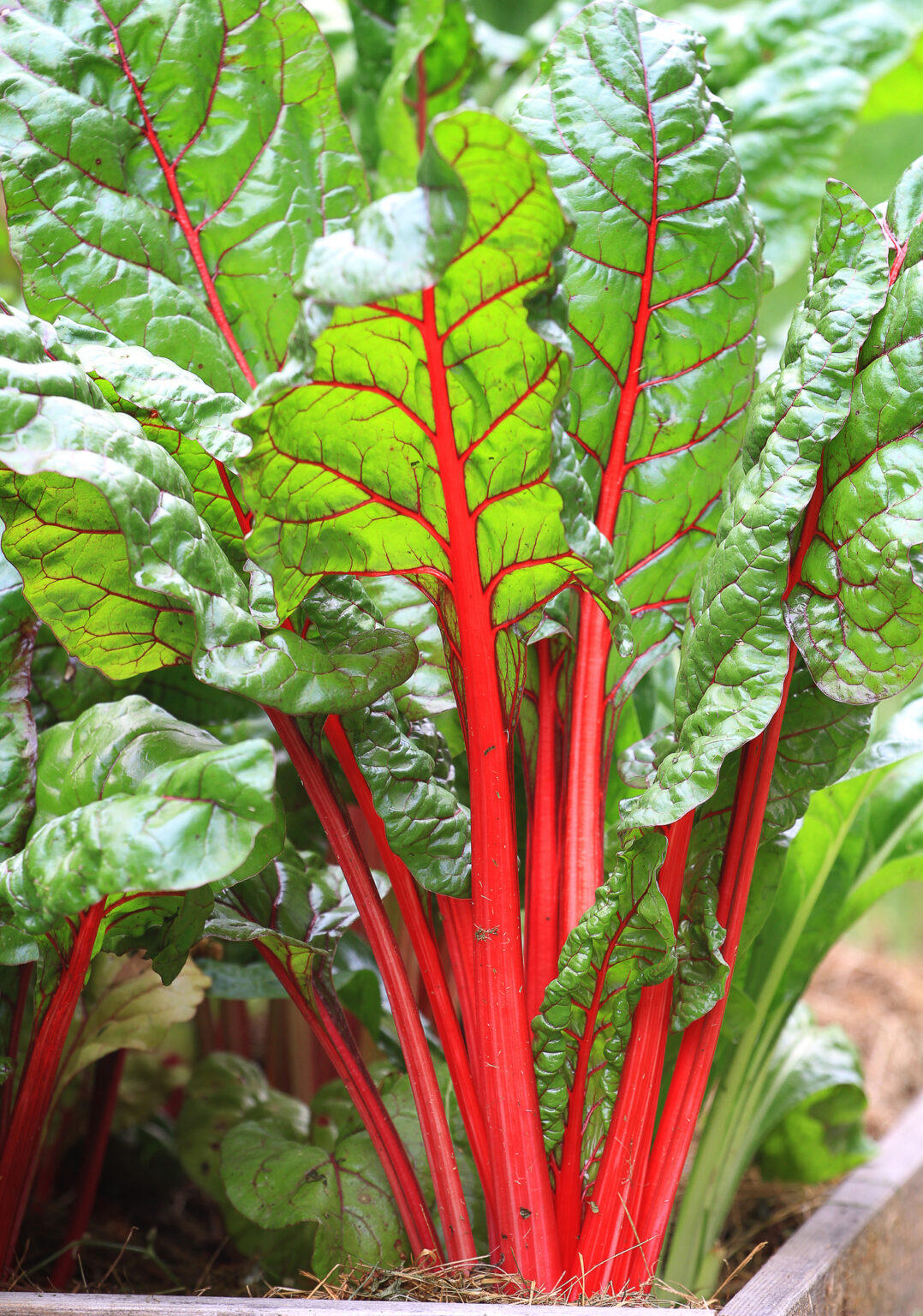 Swiss Chard Rhubarb | Swiss Chard | Premier Seeds Direct ltd