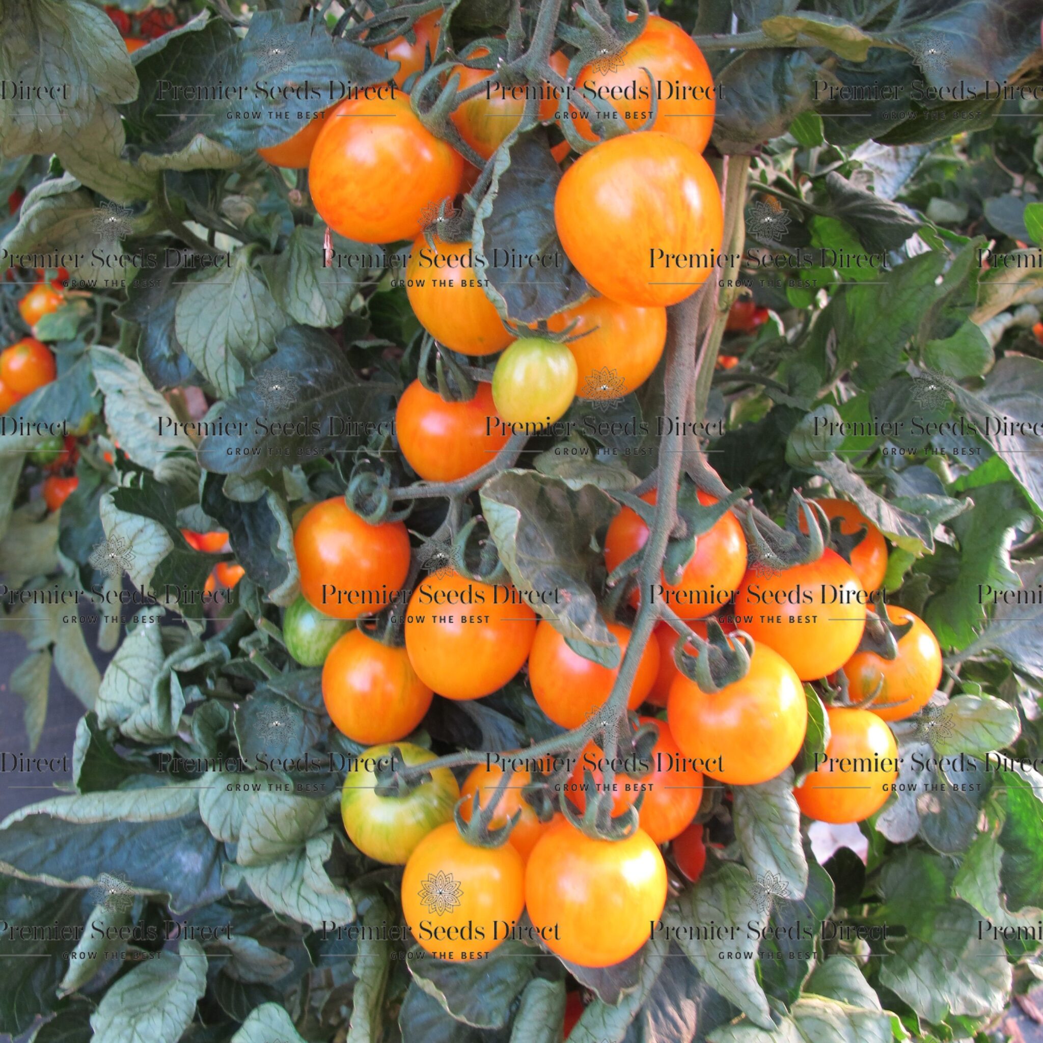 Tomato Cherry Artisan Golden Bumblebee | Tomato | Premier Seeds Direct ltd