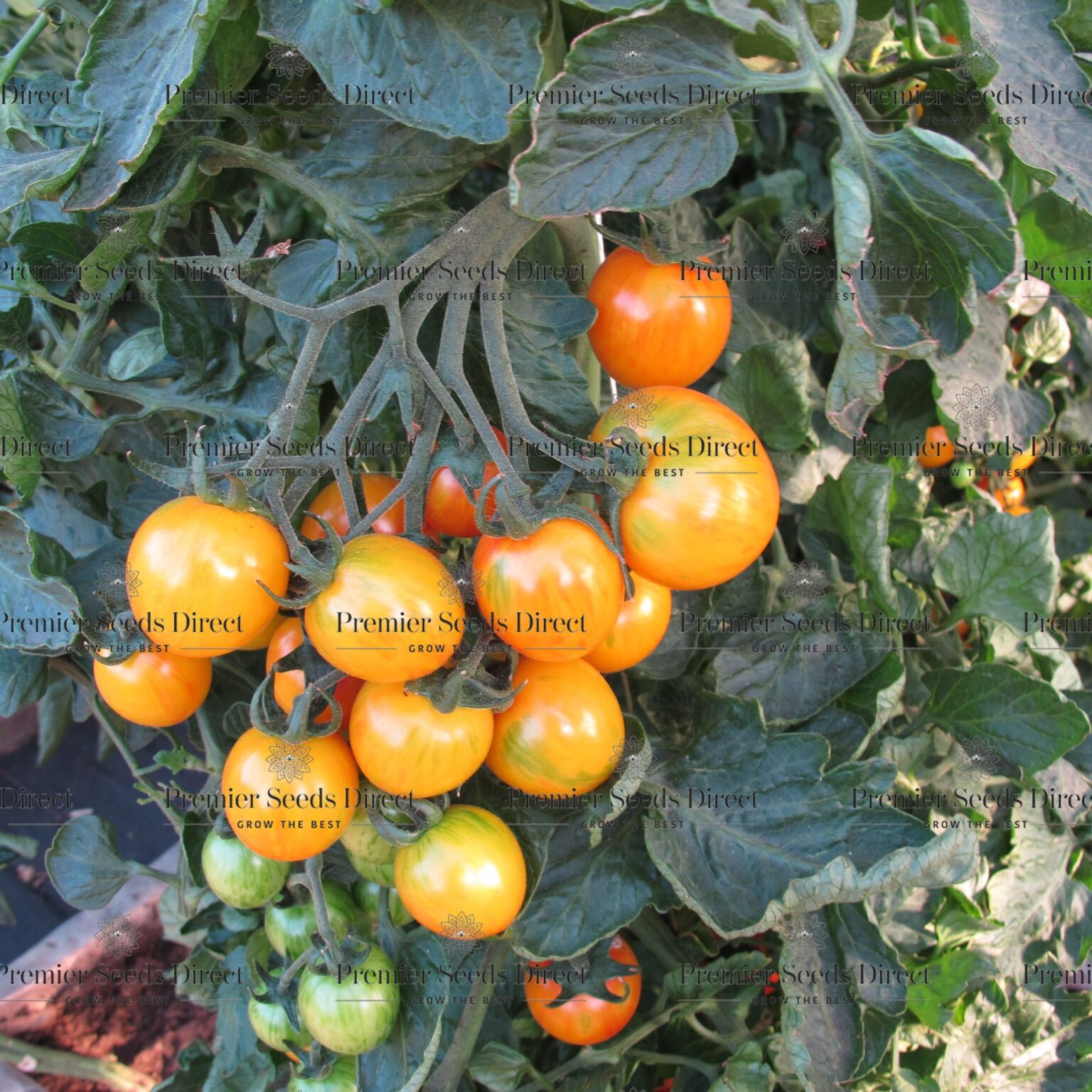 Tomato Cherry Artisan Golden Bumblebee | Tomato | Premier Seeds Direct ltd