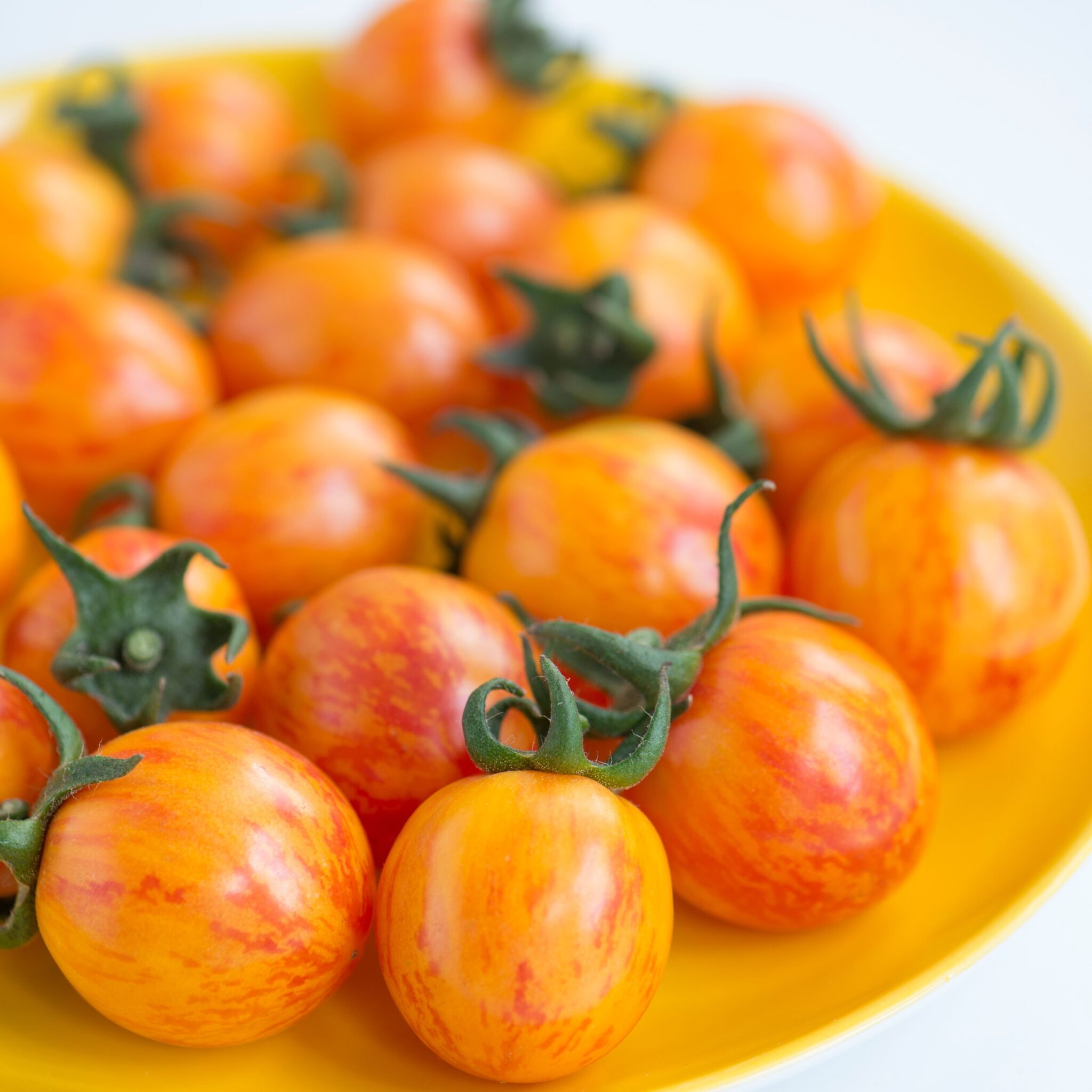 Tomato Cherry Artisan Golden Bumblebee | Tomato | Premier Seeds Direct ltd