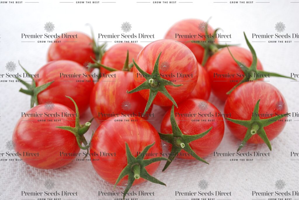 Tomato Cherry Artisan Pink Bumblebee | Tomato | Premier Seeds Direct ltd