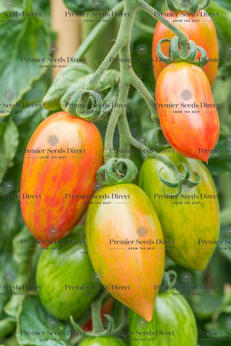 Tomato Cherry Artisan Pink Tiger new | Tomato | Premier Seeds Direct ltd