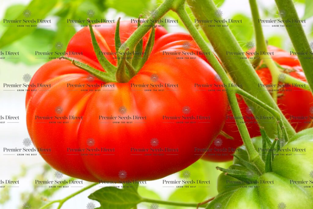 Tomato Beefmaster F1 | Tomato | Premier Seeds Direct ltd