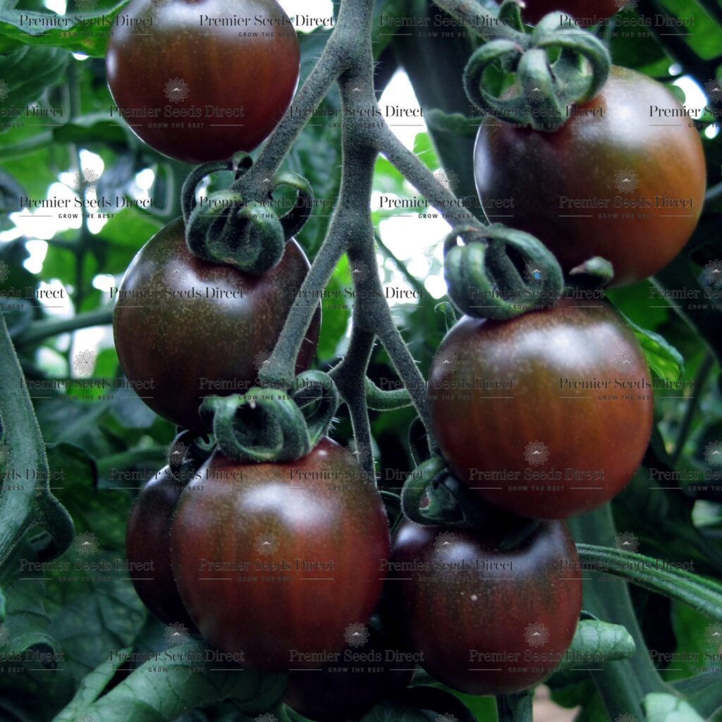 Tomato Cindel F1 - Premier Seeds Direct
