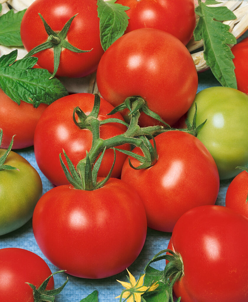 Tomato Fireworks | Tomato | Premier Seeds Direct ltd