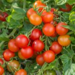 Tomato Cherry Lizzano F1 | Tomato | Premier Seeds Direct ltd